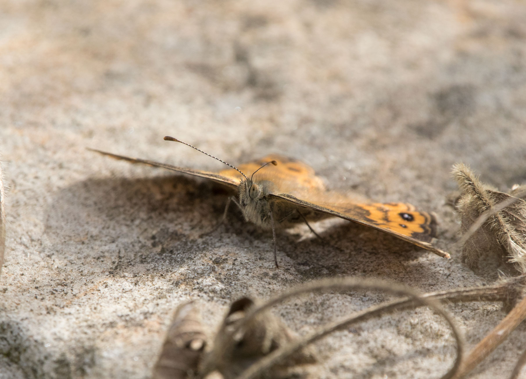 Yorkshire butterflies